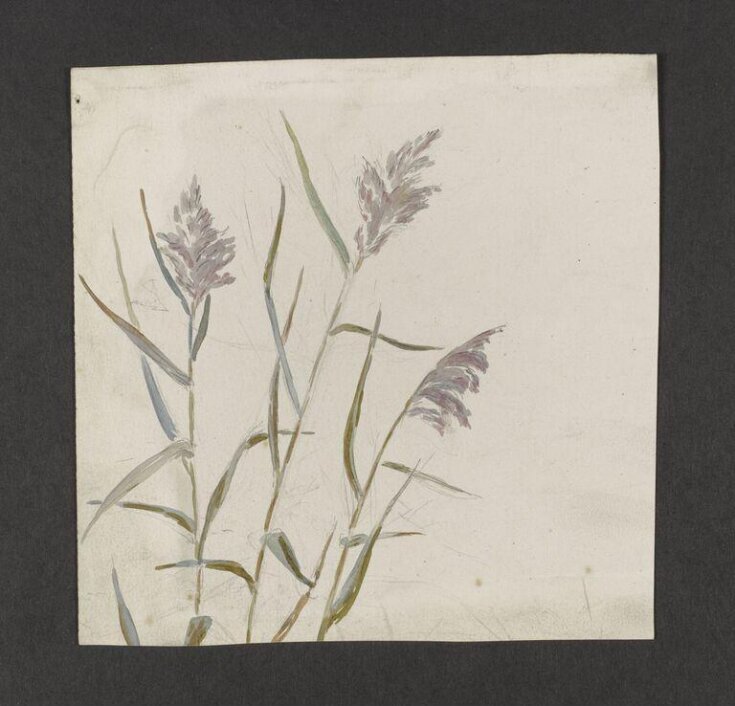 Watercolour | Potter, Beatrix | V&A Explore The Collections