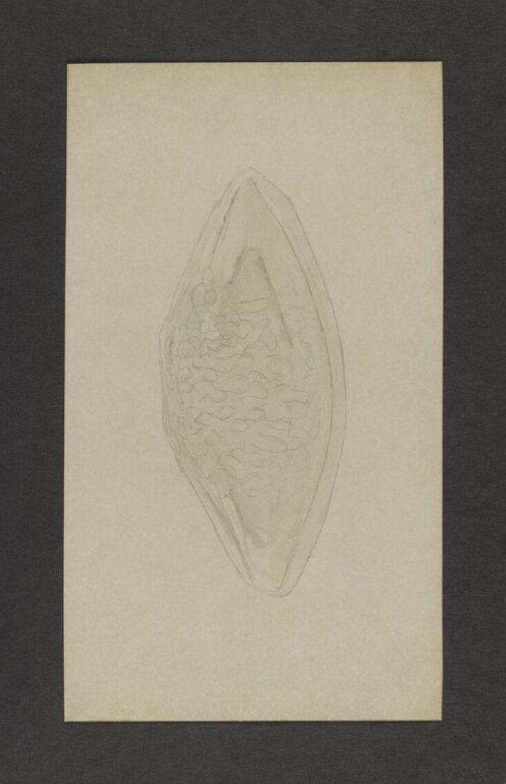 Drawing | Potter, Beatrix | V&A Explore The Collections