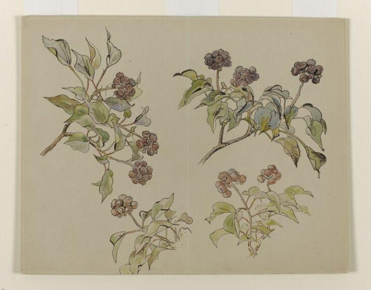 Watercolour | Potter, Beatrix | V&A Explore The Collections