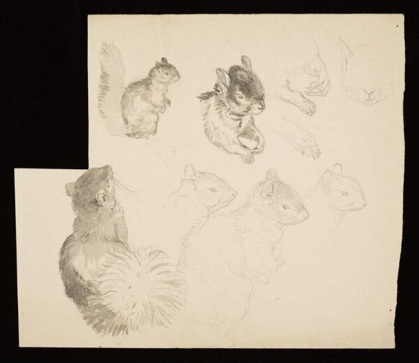Drawing | Beatrix Potter | V&A Explore The Collections