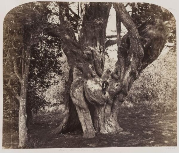 Yew, Merrow Downs, Surrey | Thurston Thompson, Charles | V&A Explore ...