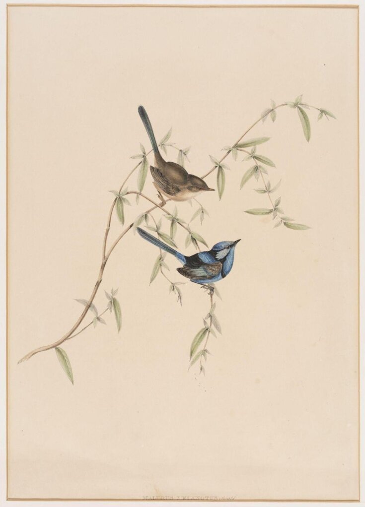 Malurus melanotus | Gould, Elizabeth | Gould, John | V&A Explore The ...