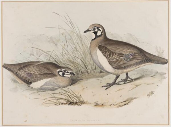 Geophaps scripta | Gould, Elizabeth | Gould, John | V&A Explore The ...