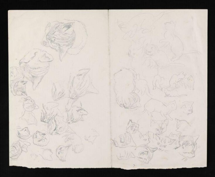 Drawing | Beatrix Potter | V&A Explore The Collections