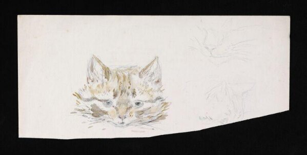 Studies of a cat | Beatrix Potter | V&A Explore The Collections