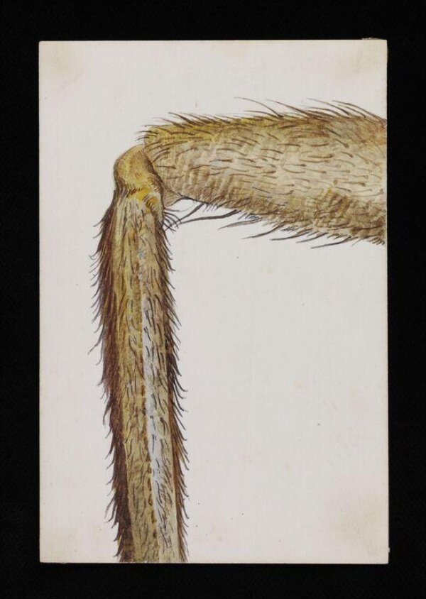 Leg of a gnat, highly magnified | Beatrix Potter | V&A Explore The ...