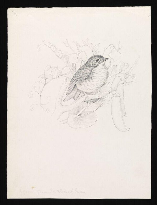 Drawing | Potter, Beatrix | V&A Explore The Collections