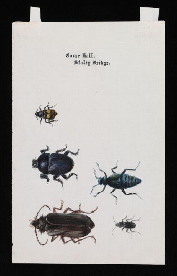 Five beetles | Beatrix Potter | V&A Explore The Collections