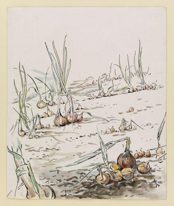 Watercolour | Potter, Beatrix | V&A Explore The Collections