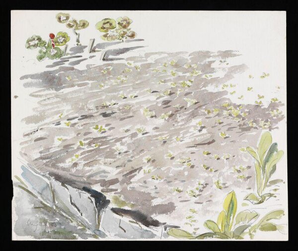 Watercolour | Potter, Beatrix | V&A Explore The Collections