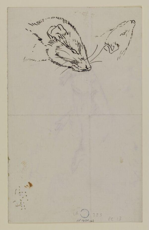 Drawing | Beatrix Potter | V&A Explore The Collections