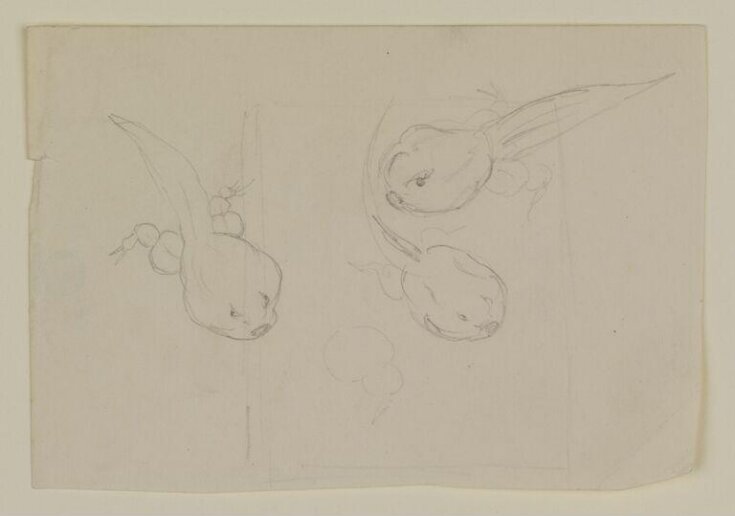 Drawing | Potter, Beatrix | V&A Explore The Collections