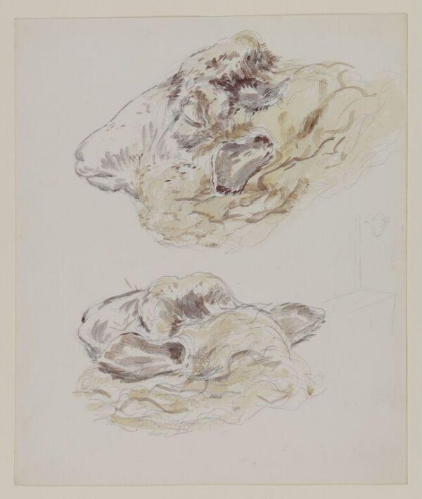 Studies of sheep's head | Beatrix Potter | V&A Explore The Collections