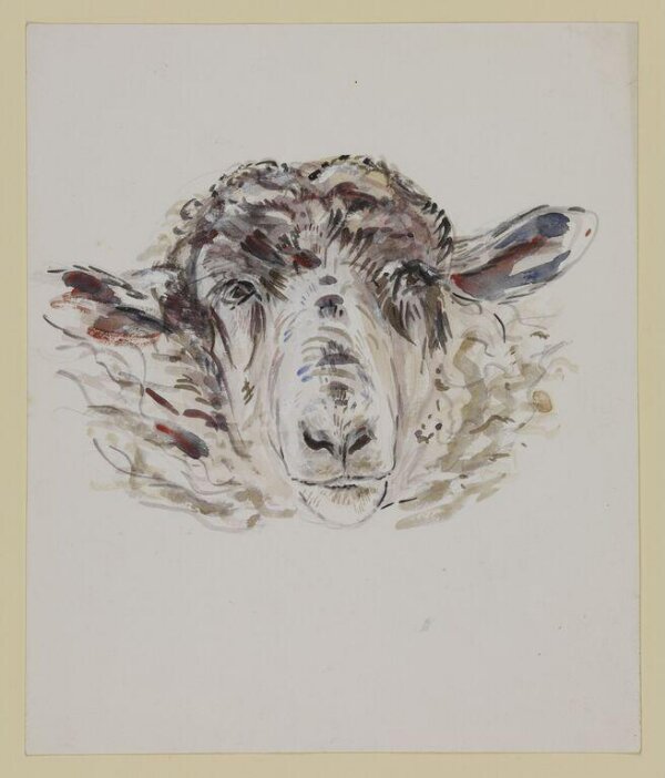 Study of a sheep's head | Beatrix Potter | V&A Explore The Collections