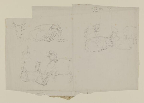 Sketches of sheep and a horse, pig and cow | Beatrix Potter | V&A ...