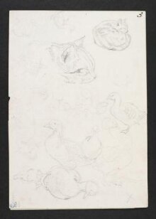 Drawing | Potter, Bertram | Potter, Beatrix | V&A Explore The Collections