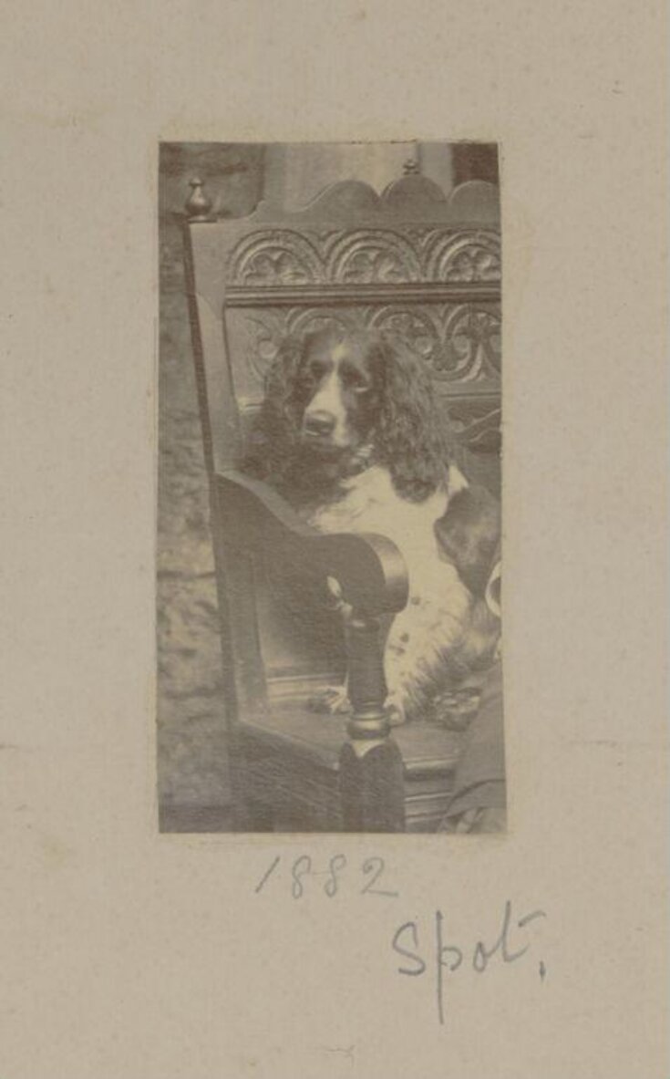 Photograph | Rupert Potter | V&A Explore The Collections