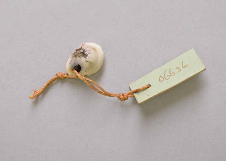 Shell | V&A Explore The Collections