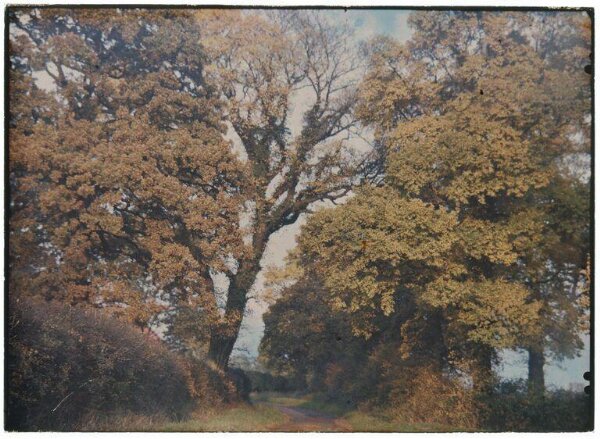 View of trees | V&A Explore The Collections