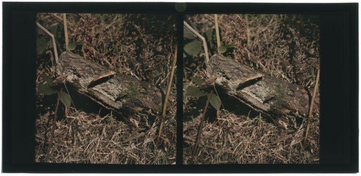 Log with mushrooms | O'Gorman, Mervyn Joseph Pius | V&A Explore The ...