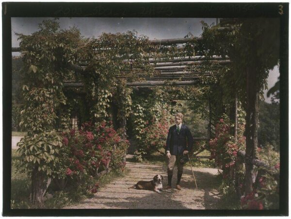 Hammerstein: Climbing Roses | Paneth, Friedrich Adolf | V&A Explore The ...