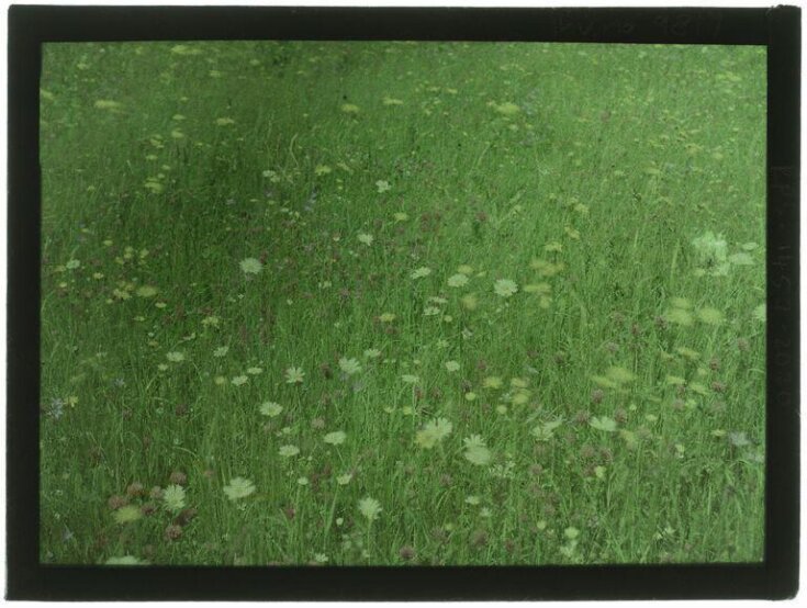 Flowers in a field | Paneth, F.A. | V&A Explore The Collections