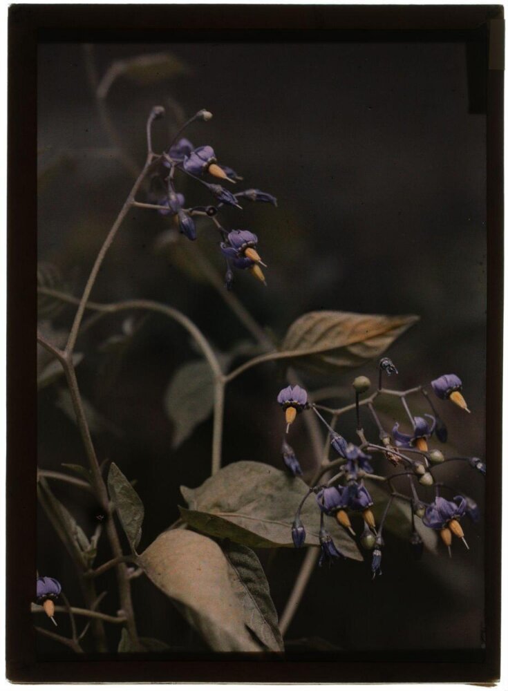 Climbing nightshade (Solanum dulcamara) | Henry Essenhigh Corke | V&A ...