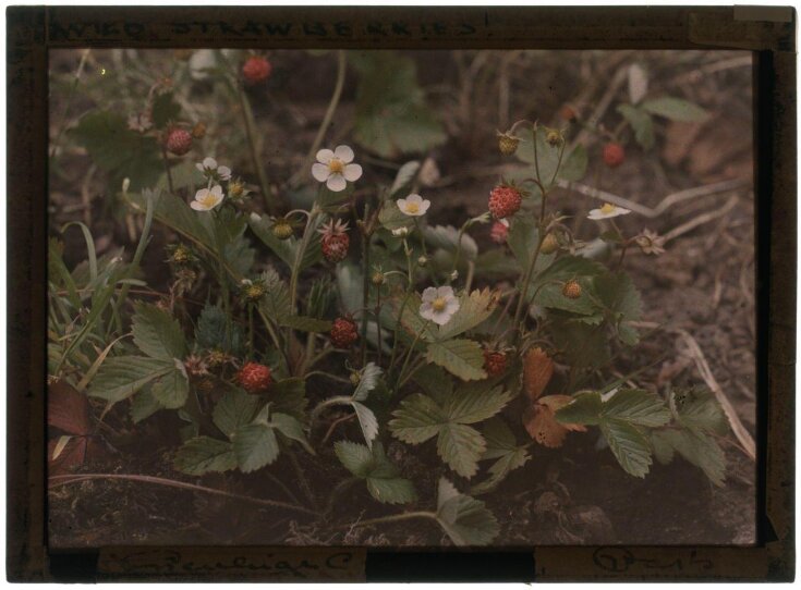 Wild strawberries | Henry Essenhigh Corke | V&A Explore The Collections