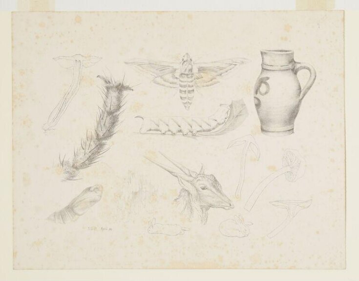 Print | Potter, Beatrix | V&A Explore The Collections