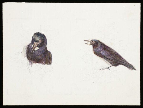 Crow with cheese in its beak | Beatrix Potter | V&A Explore The Collections