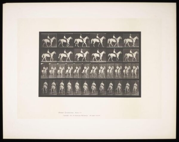 Animal Locomotion | Eadweard Muybridge | V&A Explore The Collections