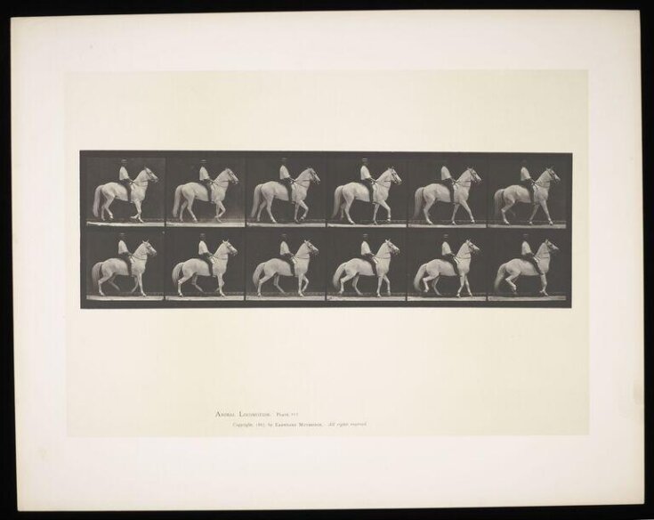 Animal Locomotion | Eadweard Muybridge | V&A Explore The Collections