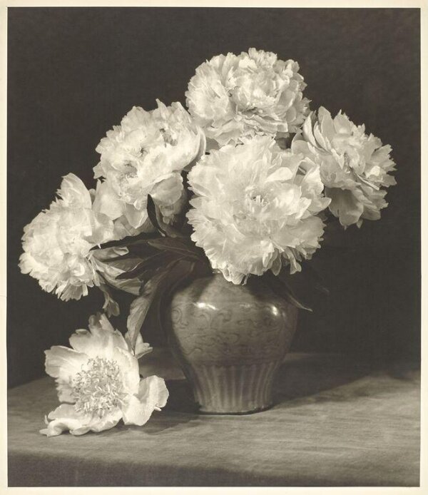 White Peonies | Rosalind Maingot | | Maingot, Rosalind | V&A Explore ...