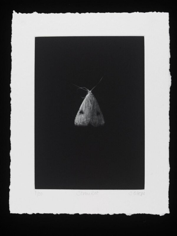 Straw Dot | Gillespie, Sarah | V&A Explore The Collections
