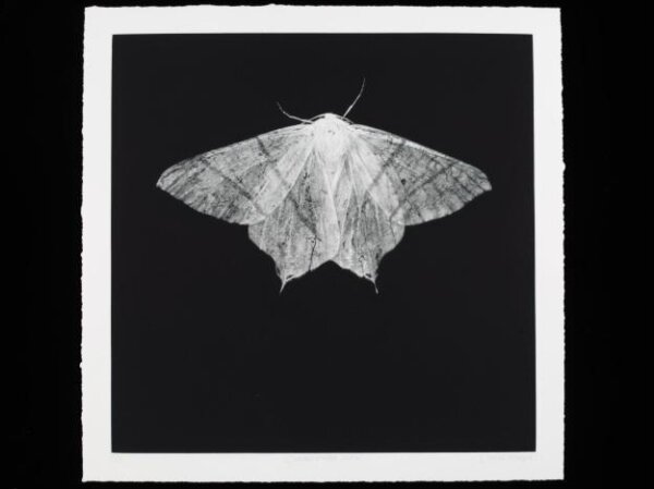Swallow-tailed Moth | Gillespie, Sarah | V&A Explore The Collections