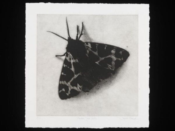 Garden Tiger | Gillespie, Sarah | V&A Explore The Collections