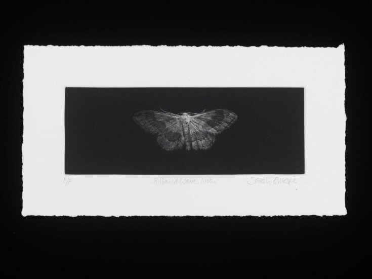 Riband Wave | Gillespie, Sarah | V&A Explore The Collections