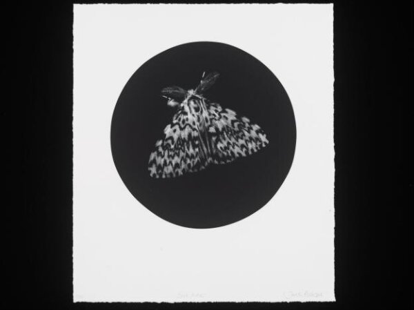 Black Arches | Gillespie, Sarah | V&A Explore The Collections