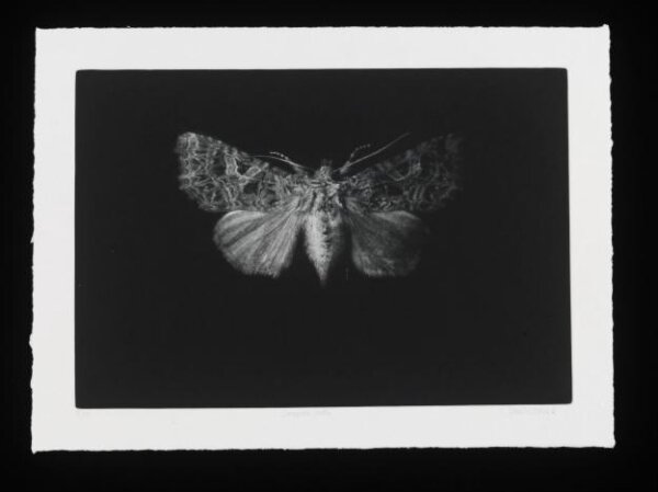Campion Moth | Gillespie, Sarah | V&A Explore The Collections