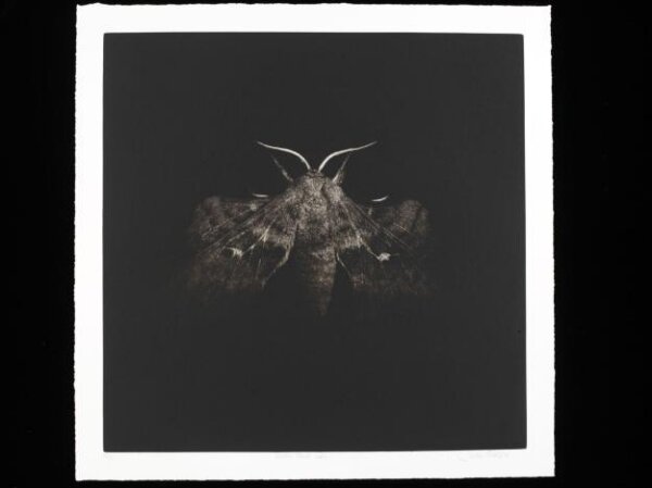 Poplar Hawk-moth, Moth | Gillespie, Sarah | V&A Explore The Collections