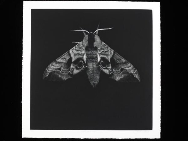 Eyed Hawk-Moth | Gillespie, Sarah | V&A Explore The Collections