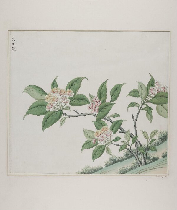 Fragrant glorybower (clerodendrum fragrans), chou mo li | Unknown ...