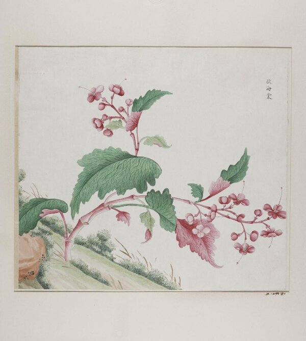 Qiu hai tang | Unknown | V&A Explore The Collections