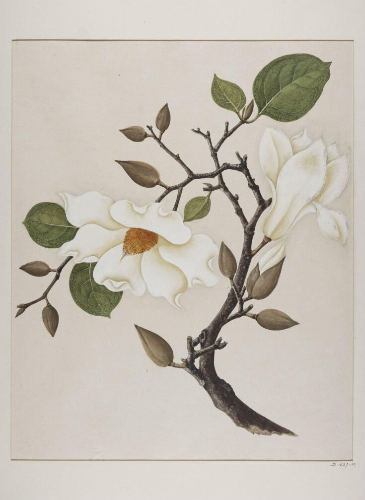 Yu-Lan | V&A Explore The Collections