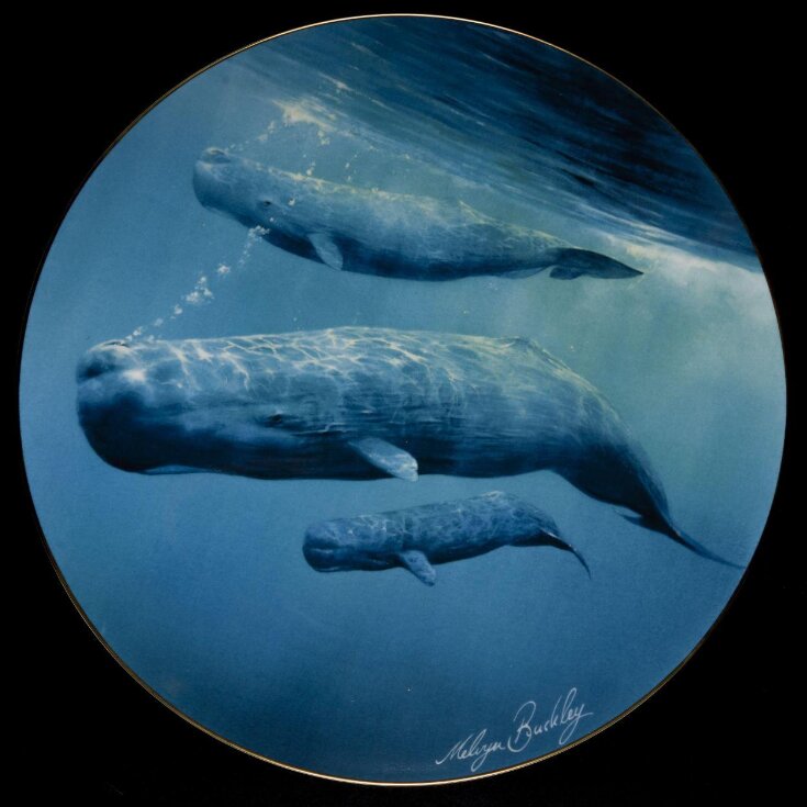 Our Noble Ocean Friends: The Sperm Whale | Melvyn Buckley | V&A Explore The Collections