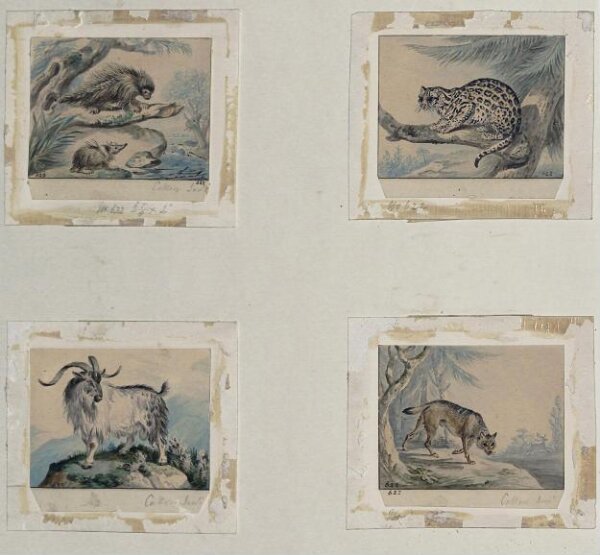 Four small drawings of animals for book illustrations | Charles Catton ...