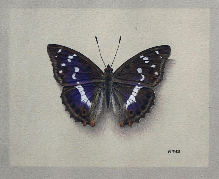 The Purple Emperor Butterfly | Haserick, Arthur A. | V&A Explore The ...