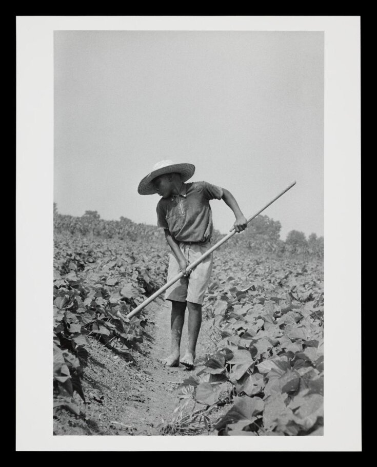 Family farm worker, Grand Marie Framers Cooperative, Lafayette ...
