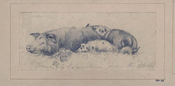 Drawing of pigs | Edwin Landseer | V&A Explore The Collections