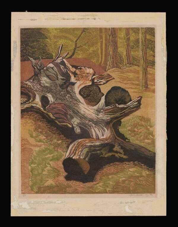The Tree | D'Arcy Lister, Edward | V&A Explore The Collections